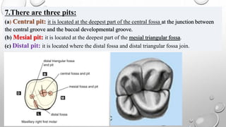 Permanent maxillary molars dental anatomy | PPTX