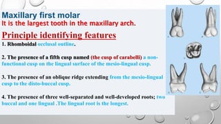 Permanent maxillary molars dental anatomy | PPTX
