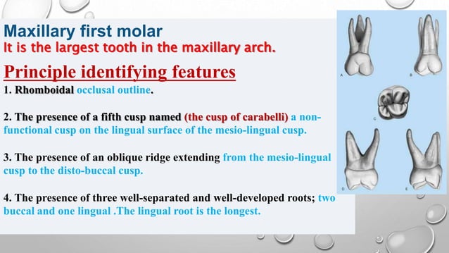 Permanent maxillary molars dental anatomy | PPTX