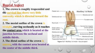 Permanent maxillary molars dental anatomy | PPTX