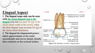 Permanent maxillary molars dental anatomy | PPTX