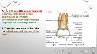 Permanent maxillary molars dental anatomy | PPTX