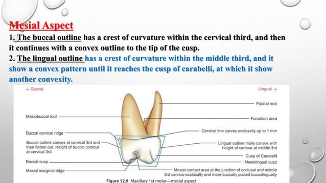 Permanent maxillary molars dental anatomy | PPTX