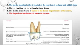 Permanent maxillary molars dental anatomy | PPTX