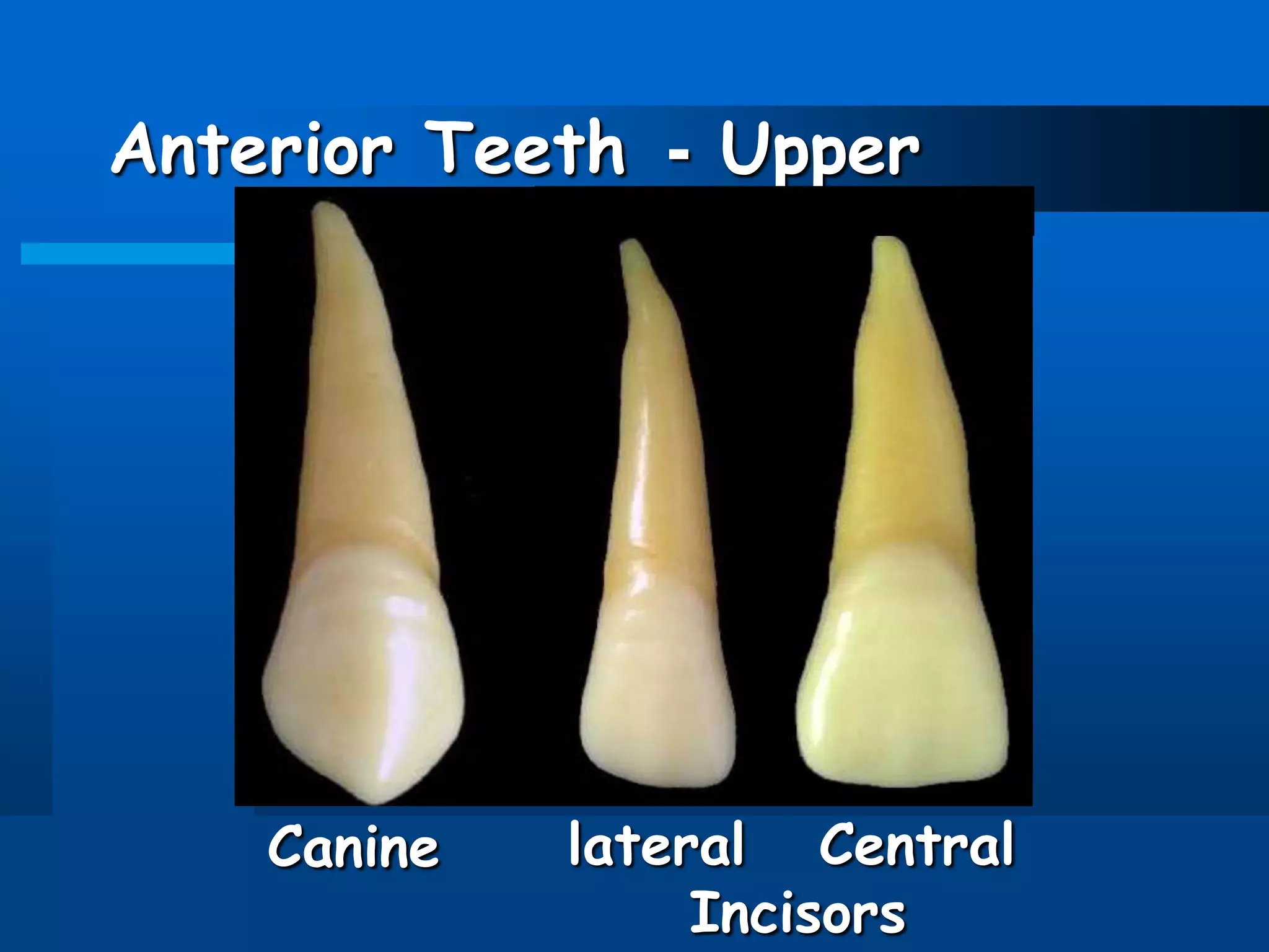 Dental anatomy | PPT