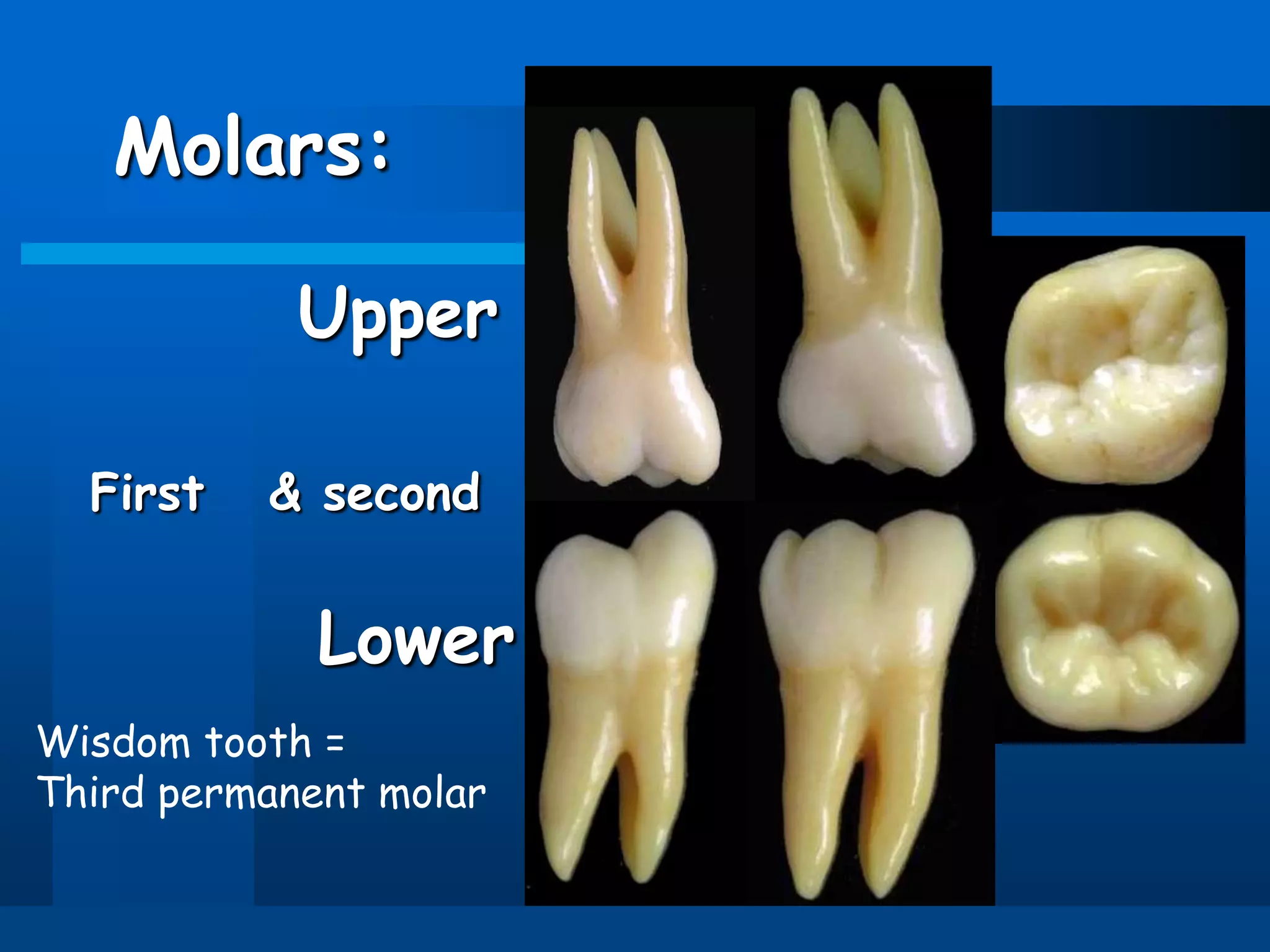 Dental anatomy | PPT