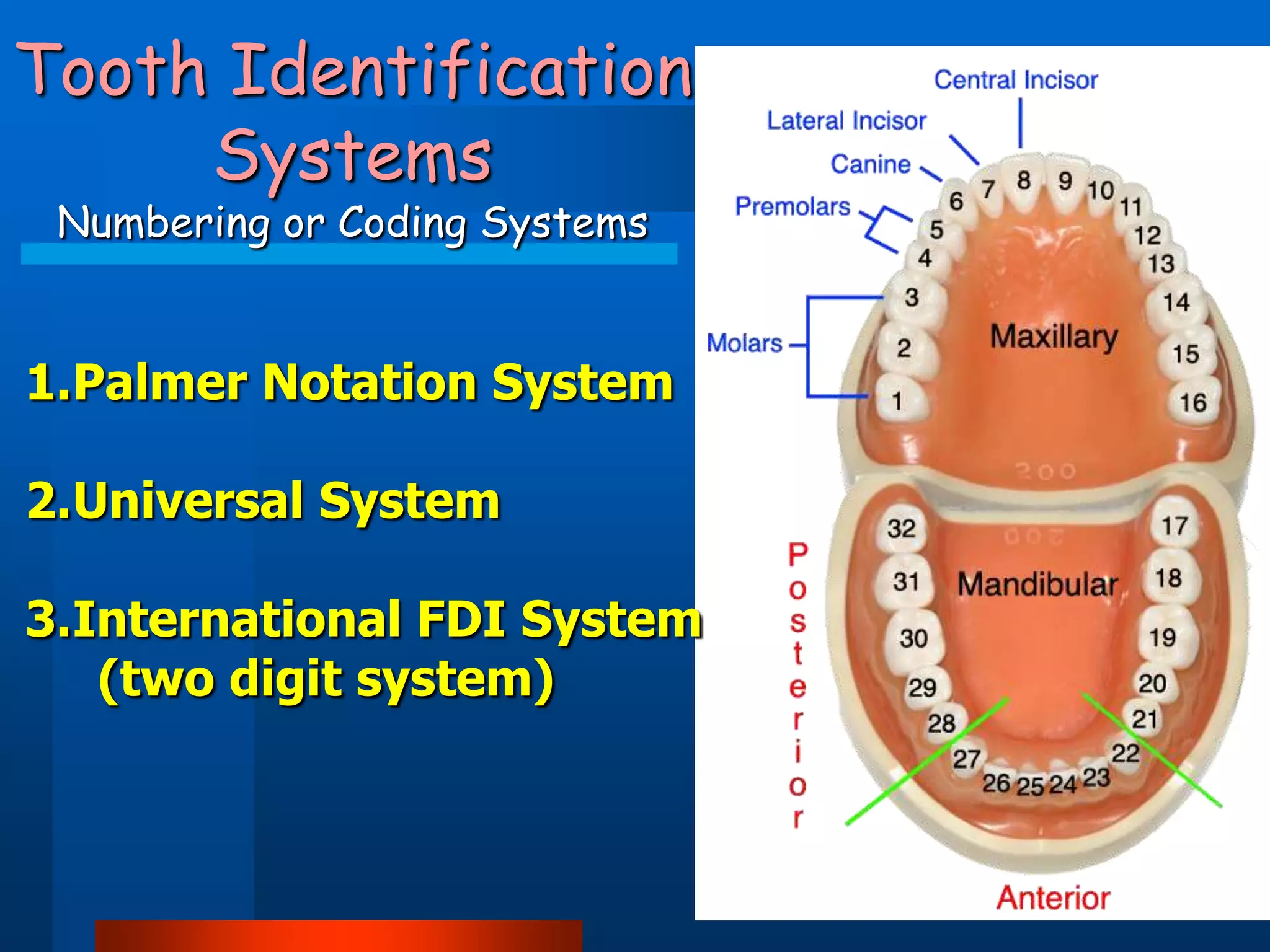 Dental anatomy | PPT
