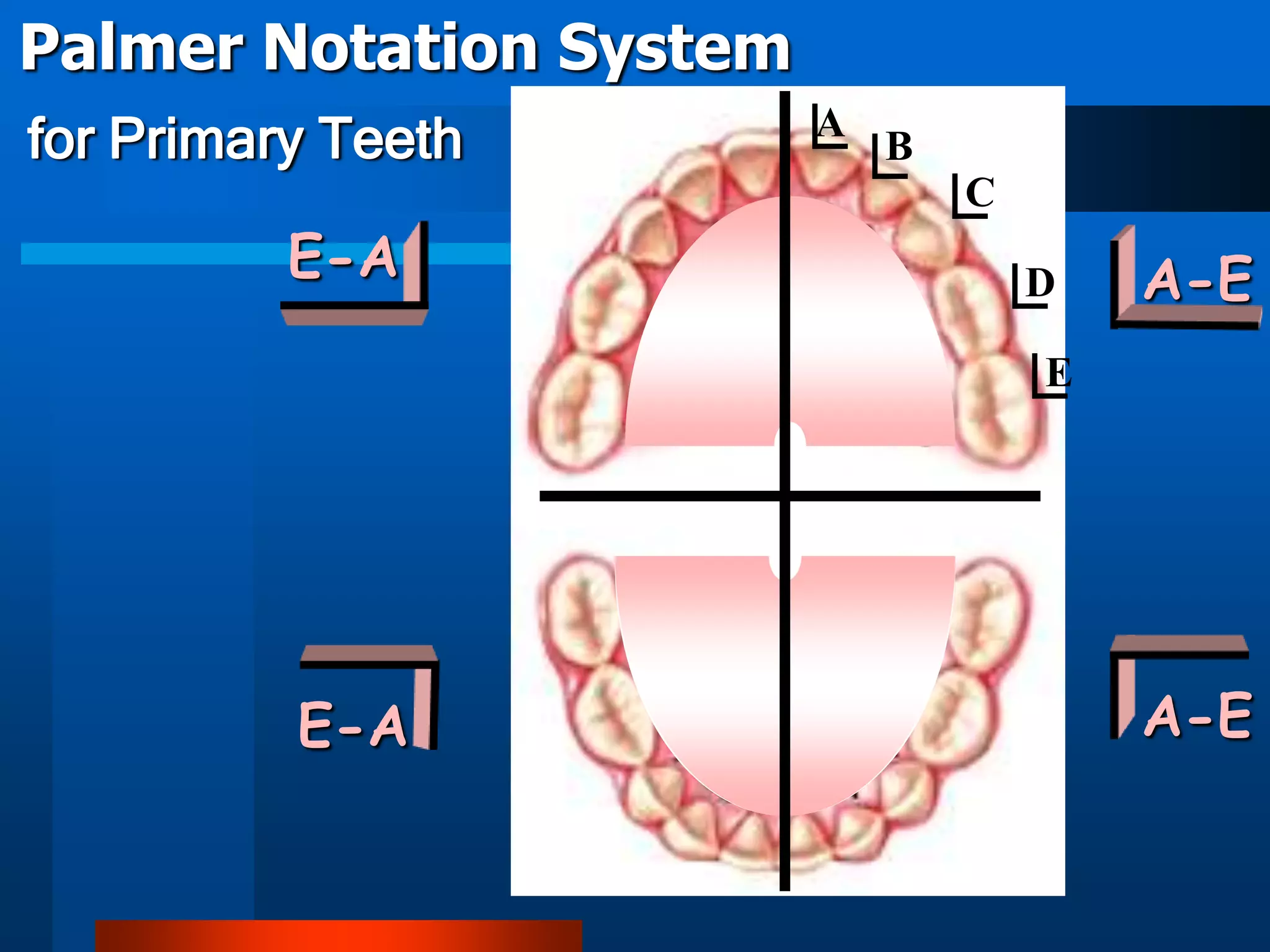 Dental anatomy | PPT
