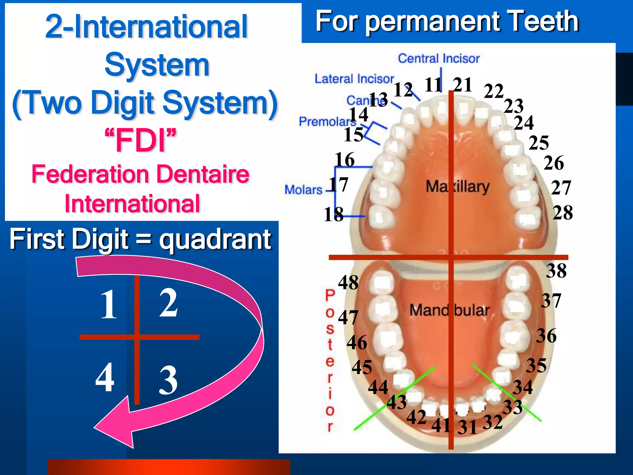 Dental anatomy | PPT
