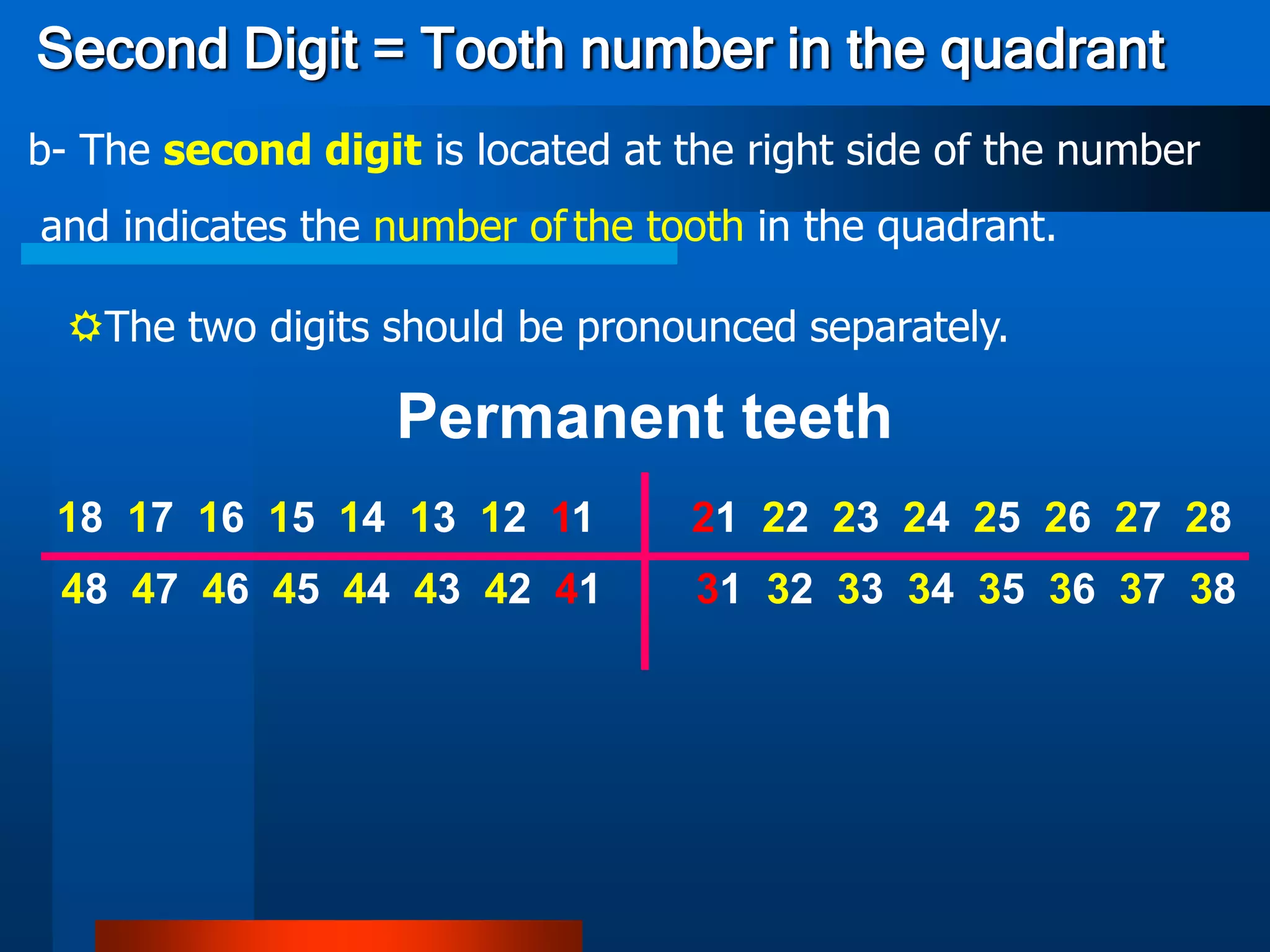 Dental anatomy | PPT