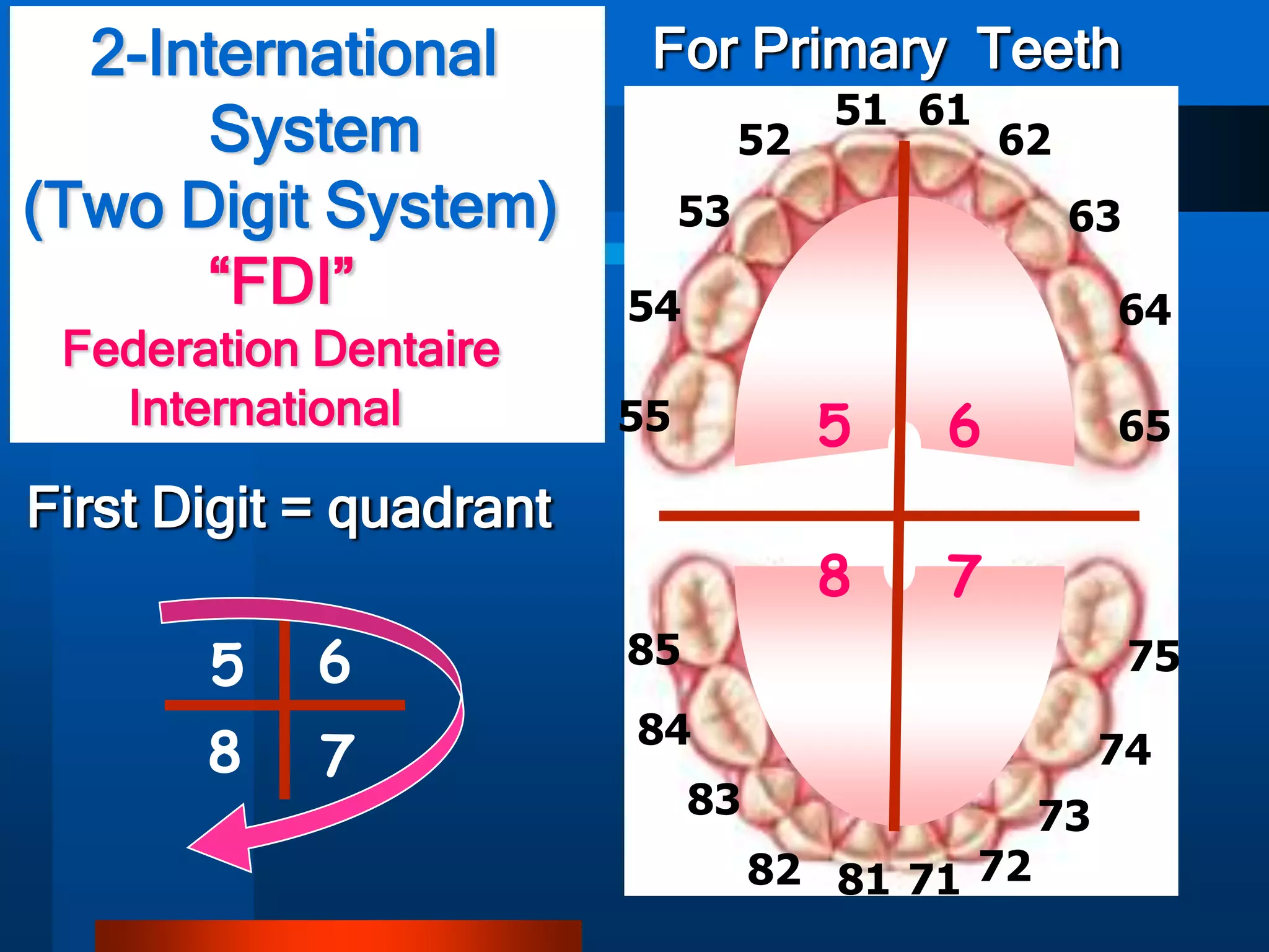 Dental anatomy | PPT