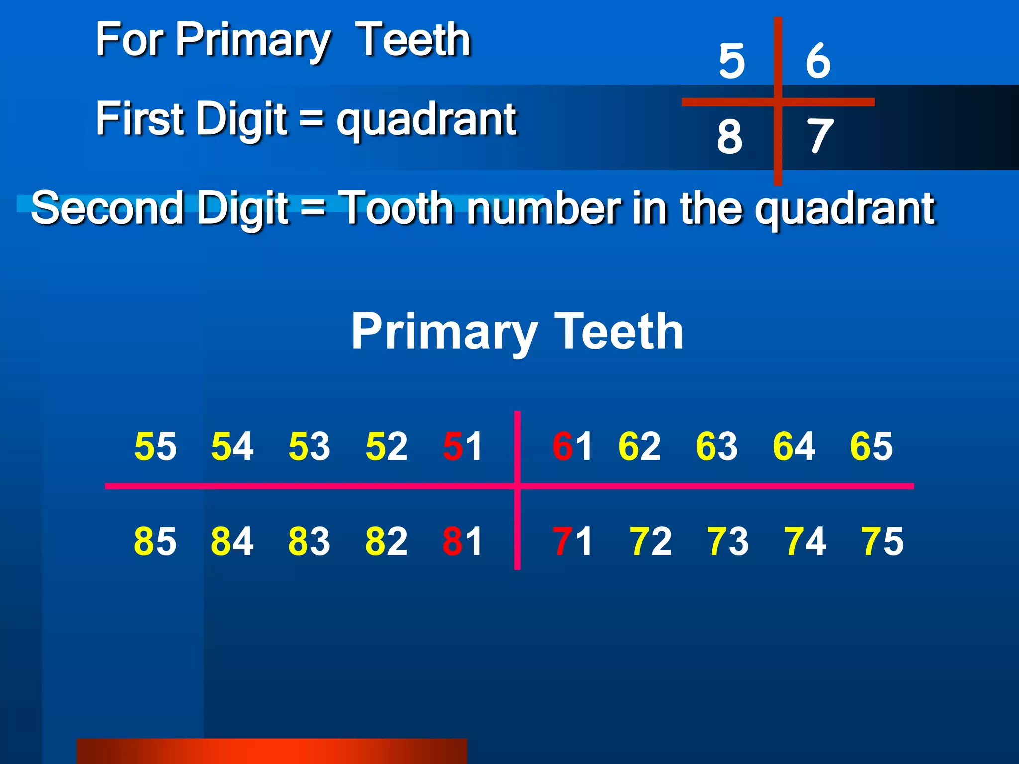 Dental anatomy | PPT