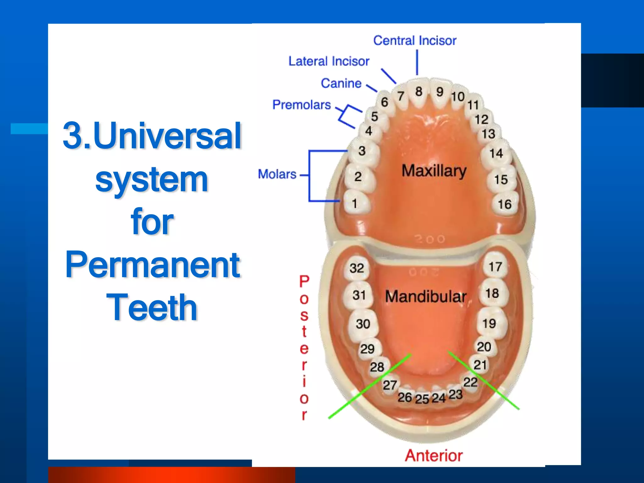 Dental anatomy | PPT