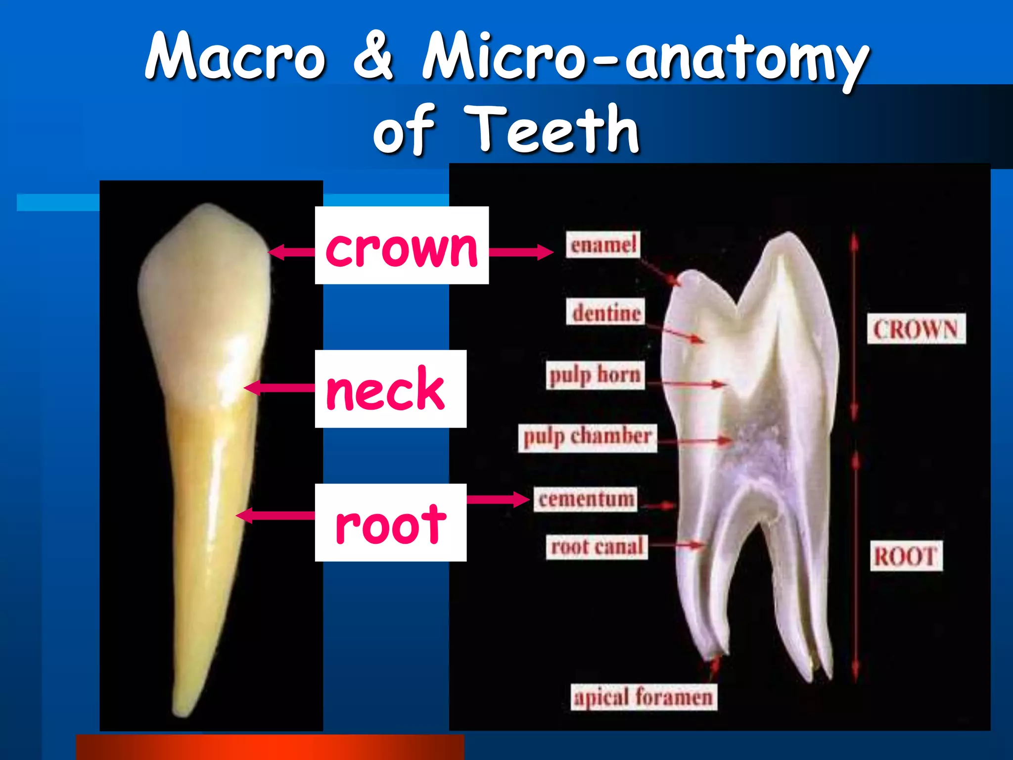 Dental anatomy | PPT