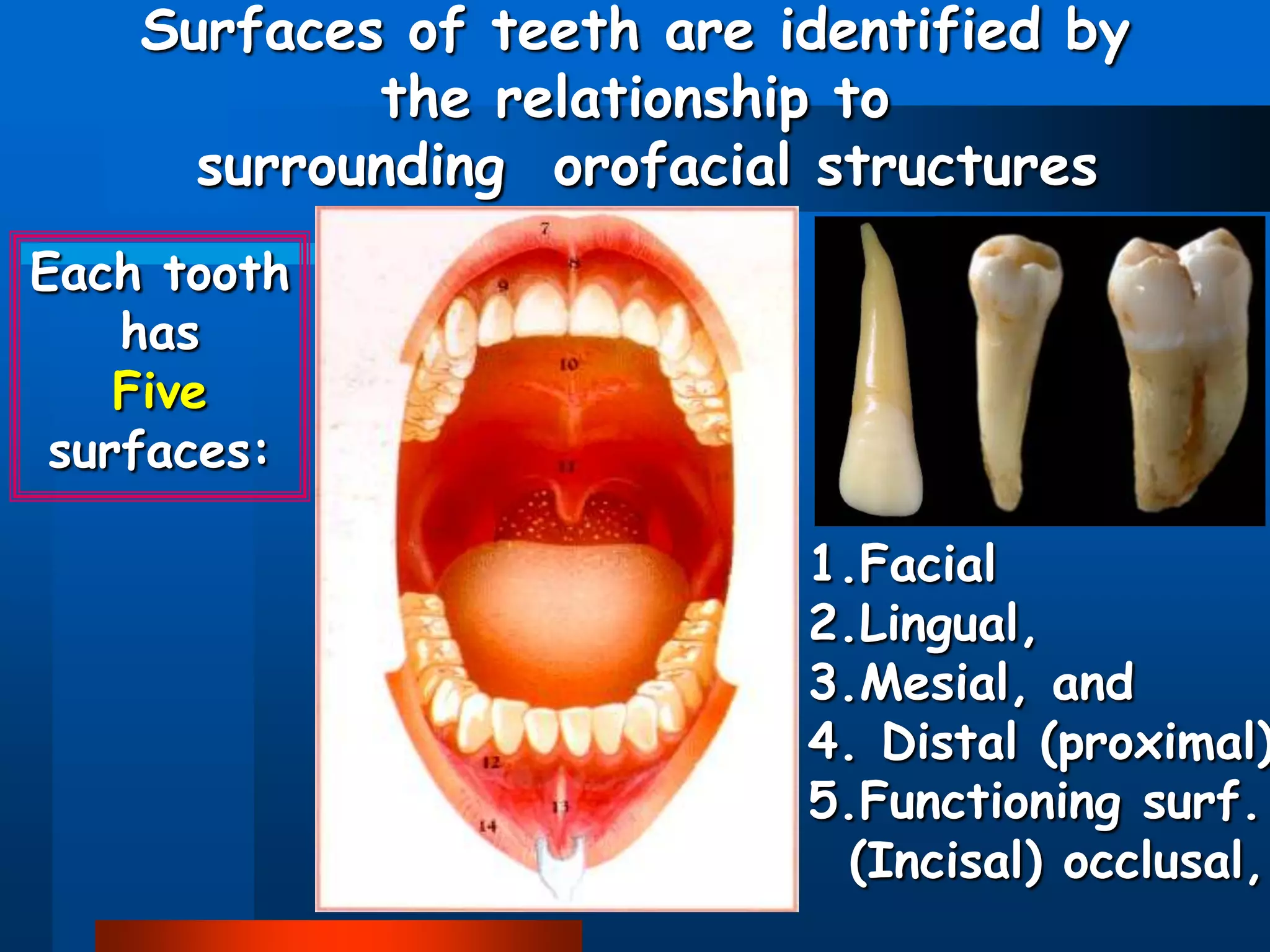 Dental anatomy | PPT