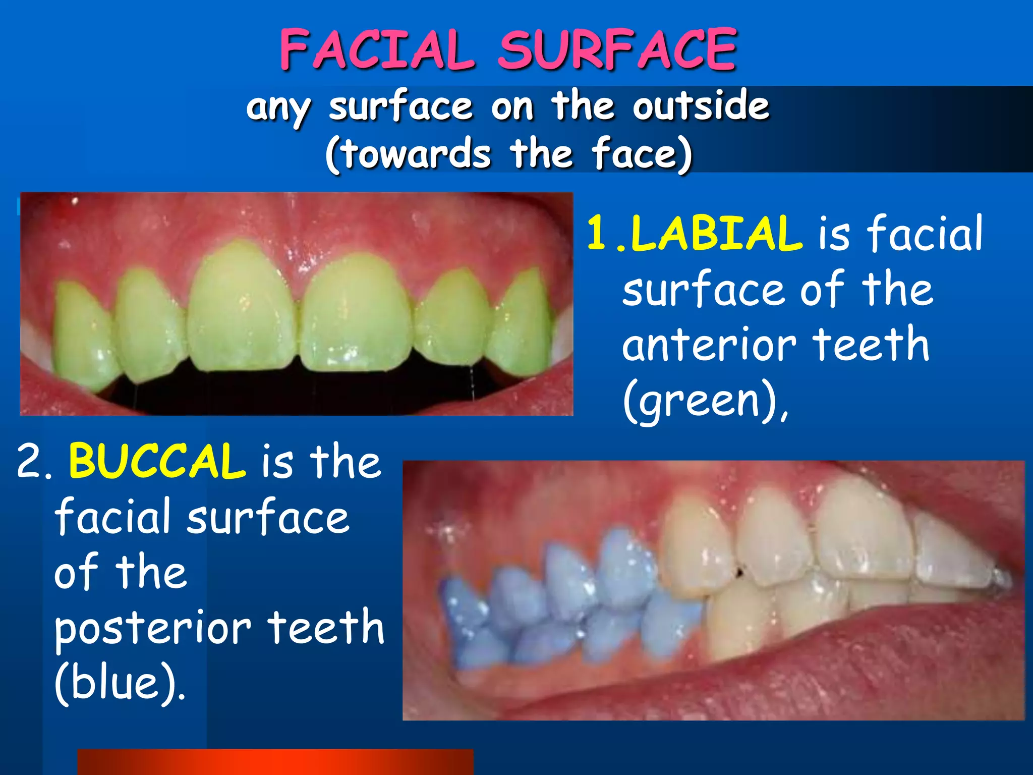 Dental anatomy | PPT