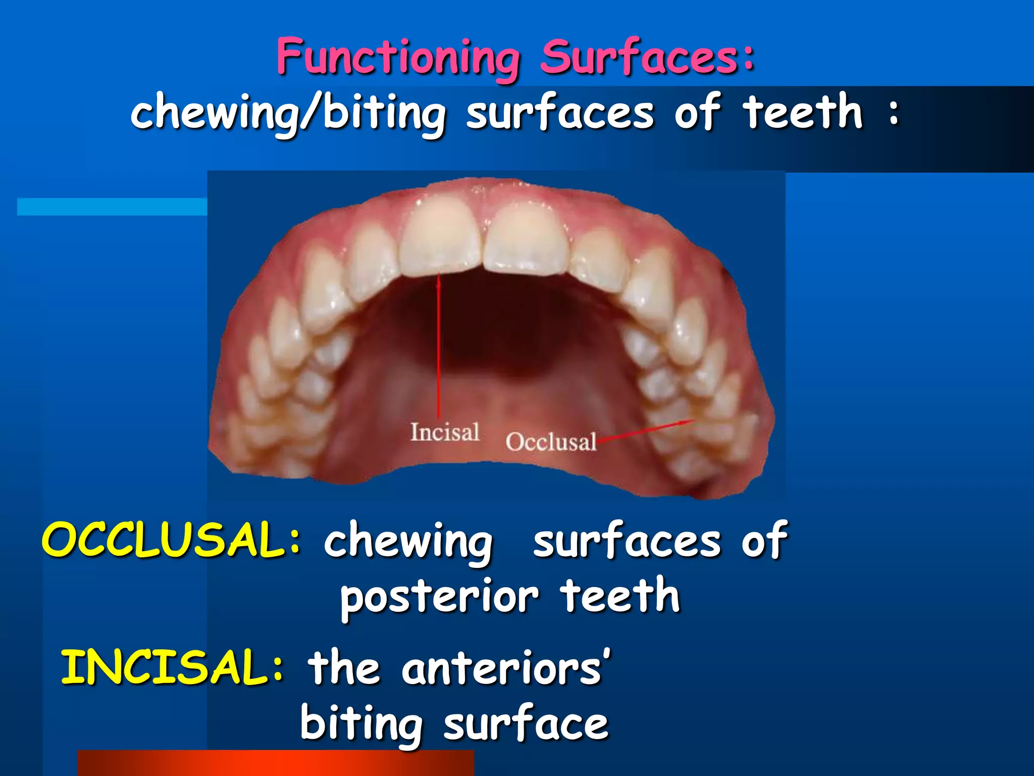 Dental anatomy | PPT