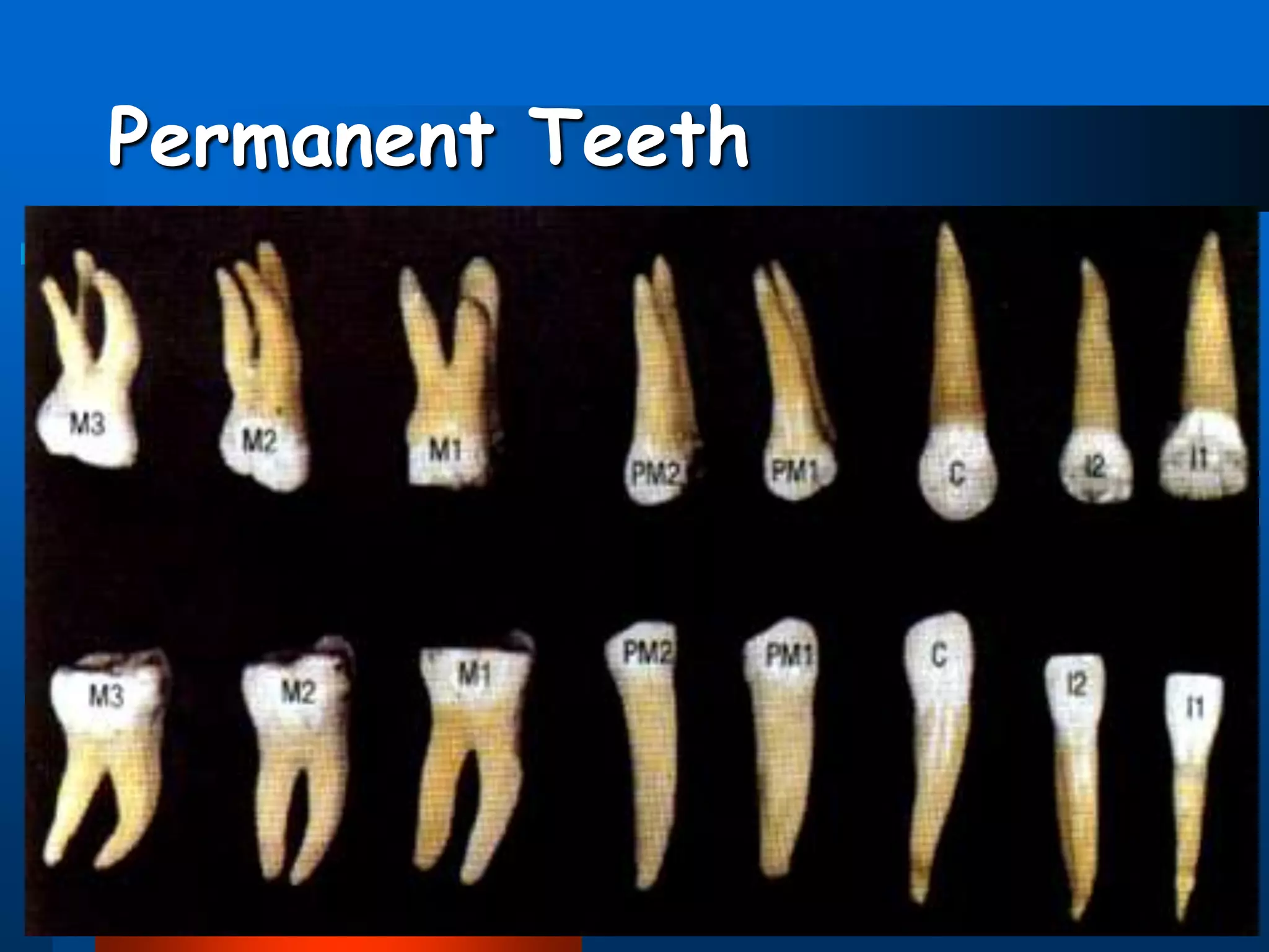 Dental anatomy | PPT