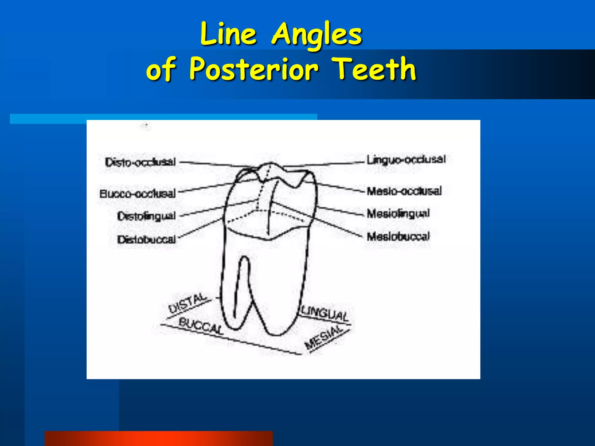 Dental anatomy | PPT