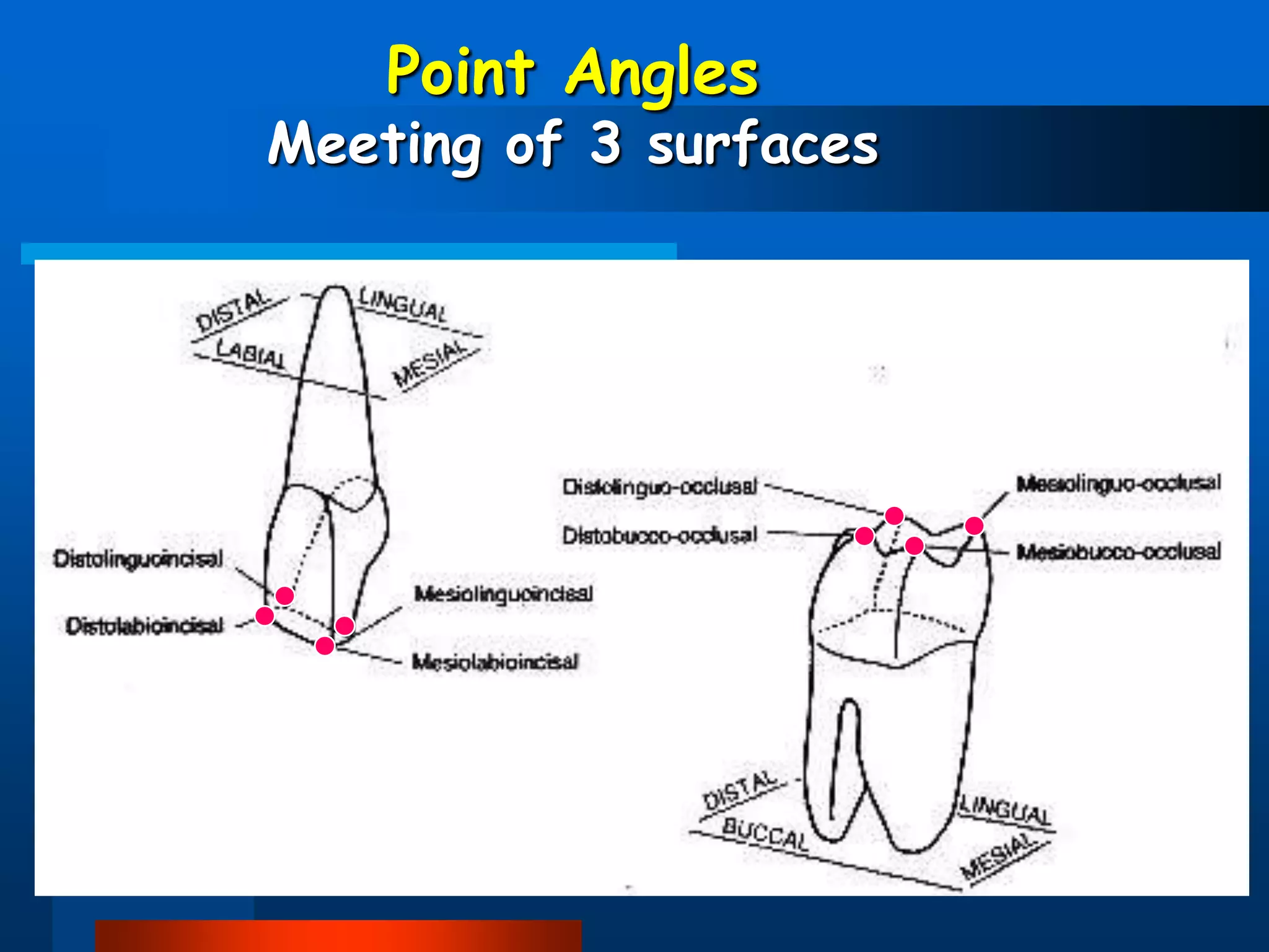 Dental anatomy | PPT