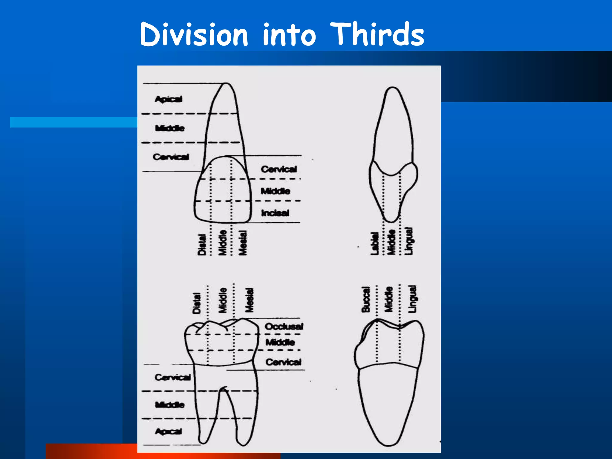 Dental anatomy | PPT