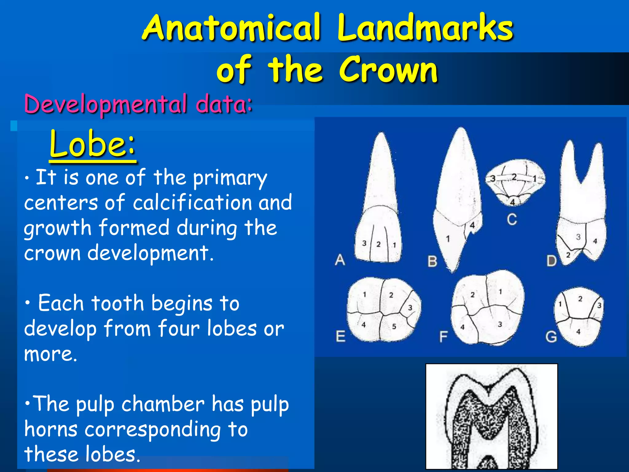 Dental anatomy | PPT
