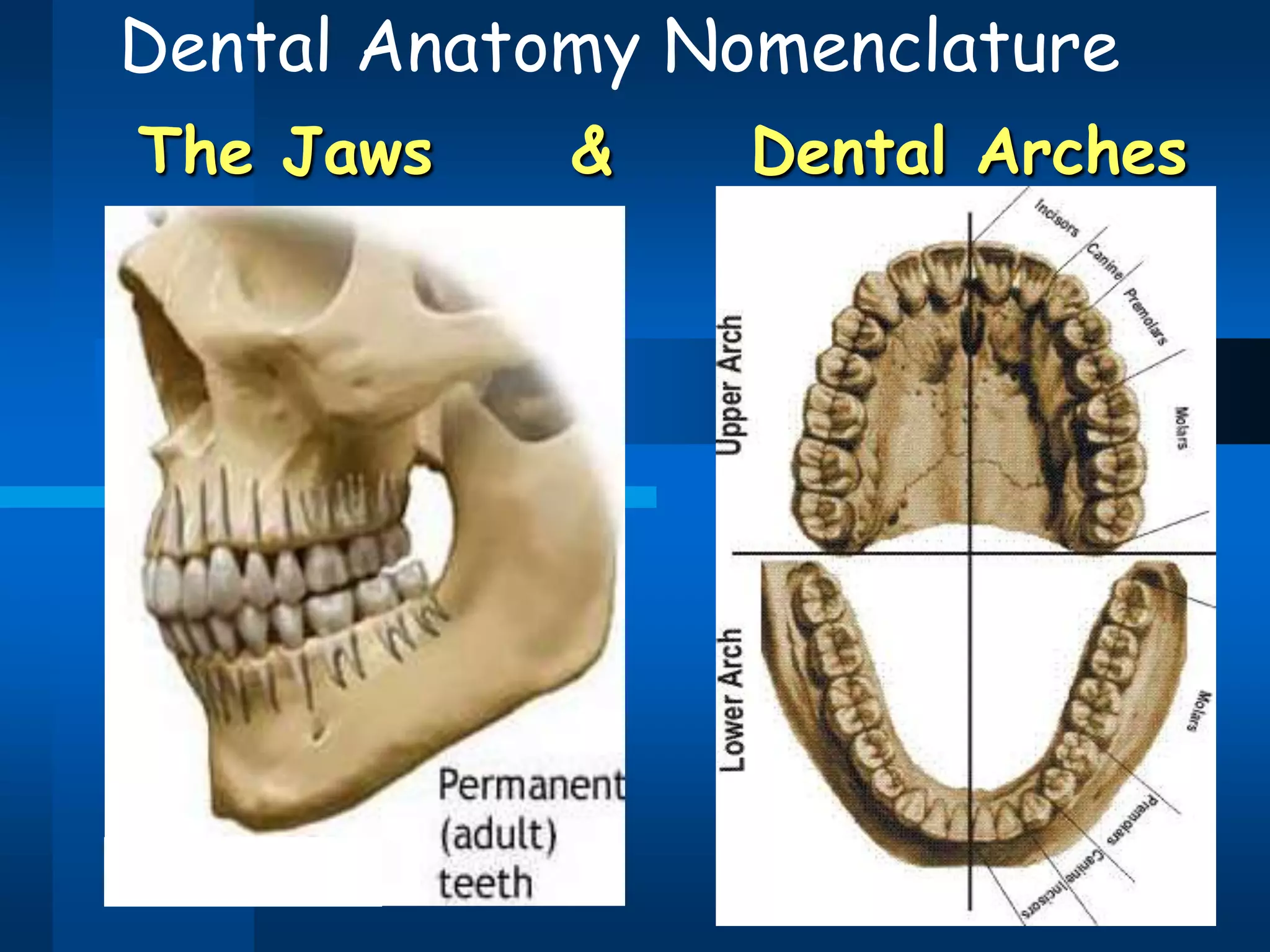 Dental anatomy | PPT