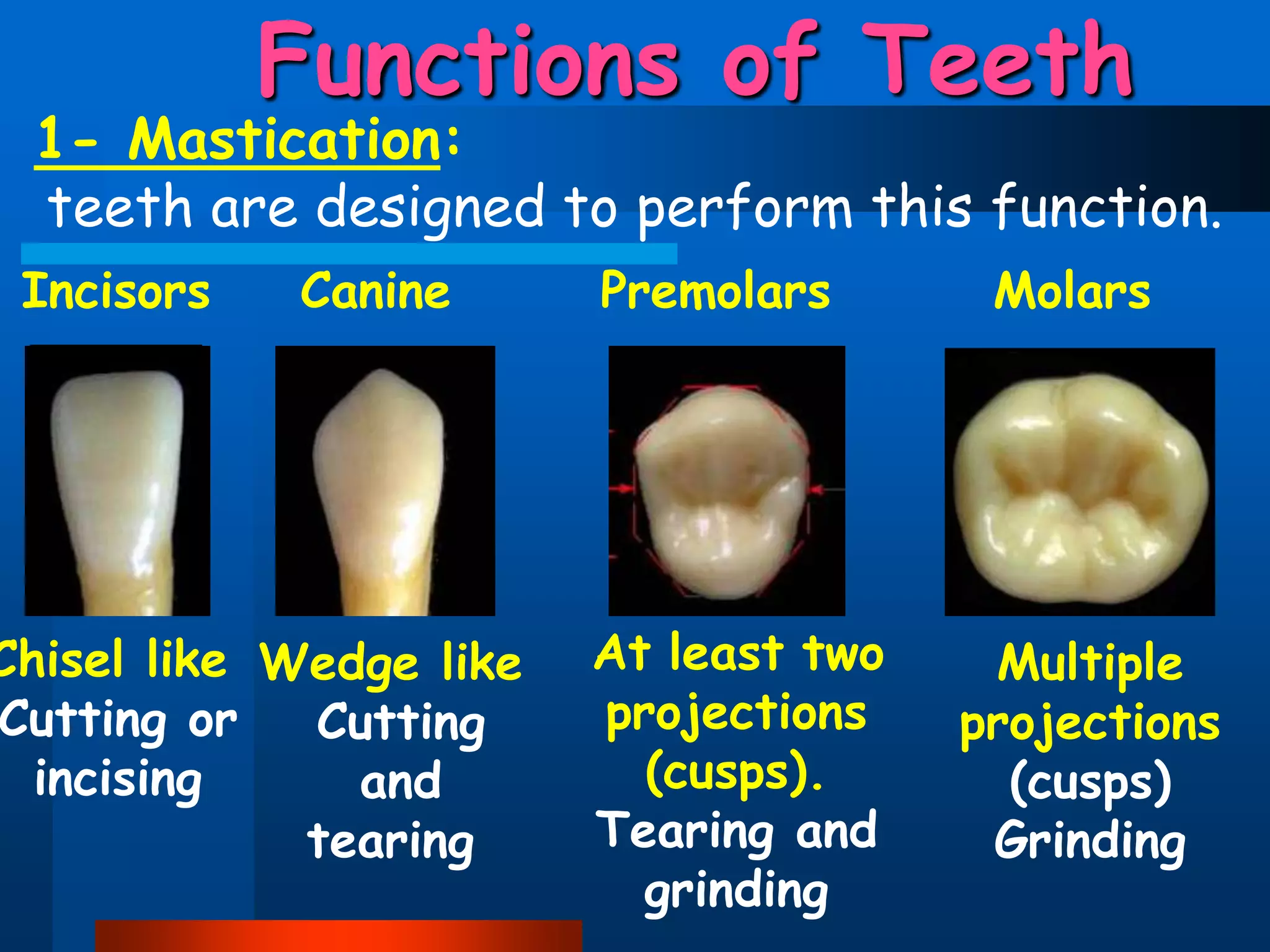 Dental anatomy | PPT