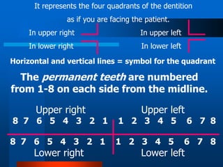 Dental anatomy | PPT