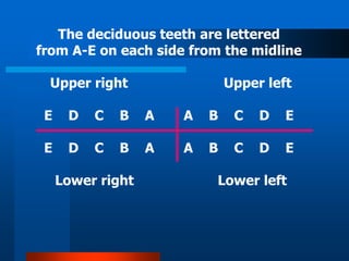 Dental anatomy | PPT