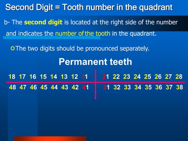 Dental anatomy | PPT