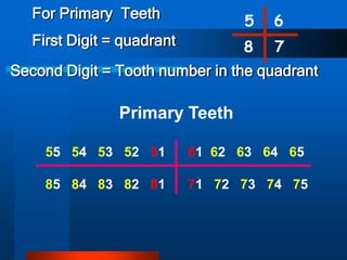 Dental anatomy | PPT