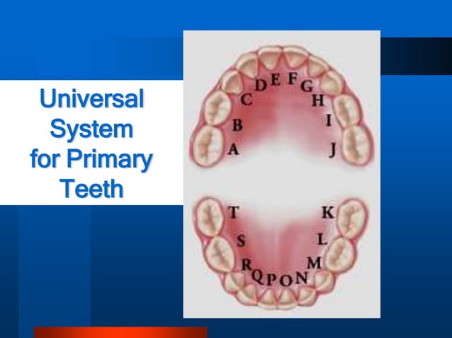 Dental anatomy | PPT