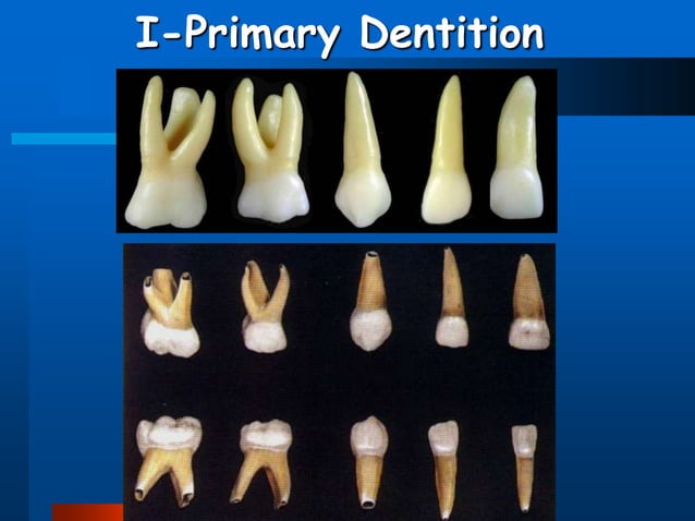 Dental anatomy | PPT