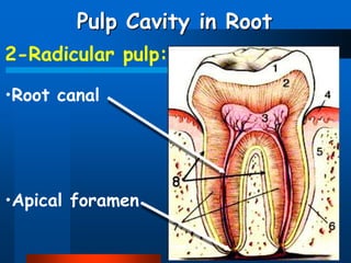 Dental anatomy | PPT