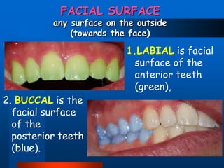 Dental anatomy | PPT