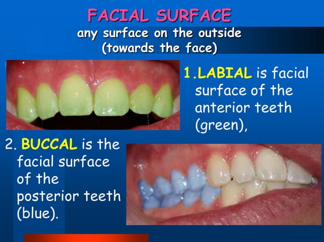 Dental anatomy | PPT
