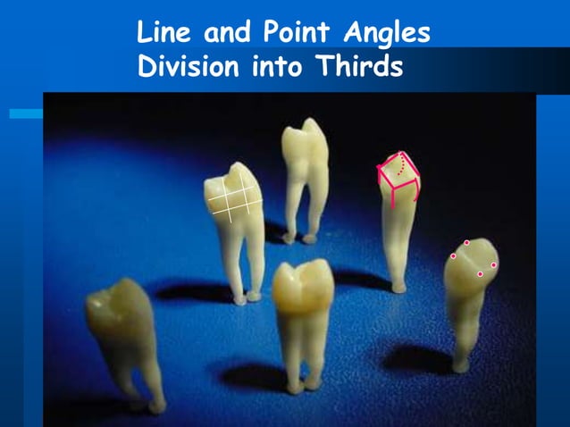 Dental anatomy | PPT