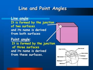 Dental anatomy | PPT