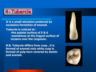 Dental anatomy | PPT