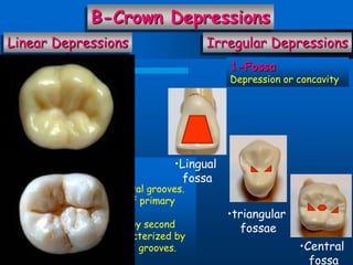 Dental anatomy | PPT