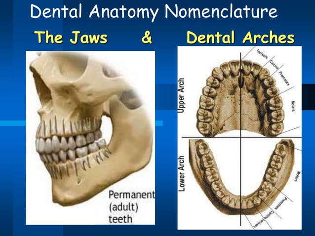 Dental anatomy | PPT