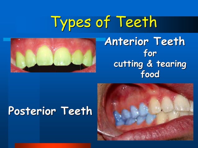 Dental anatomy | PPT