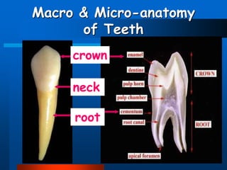 Dental anatomy | PPT