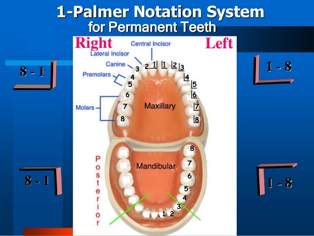 Dental anatomy
