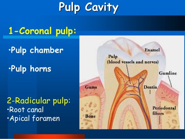 Dental anatomy