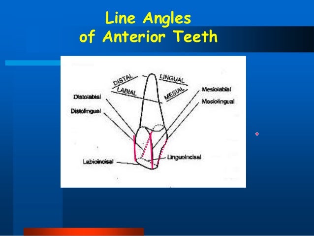Dental anatomy
