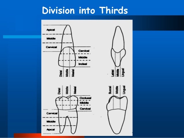 Dental anatomy