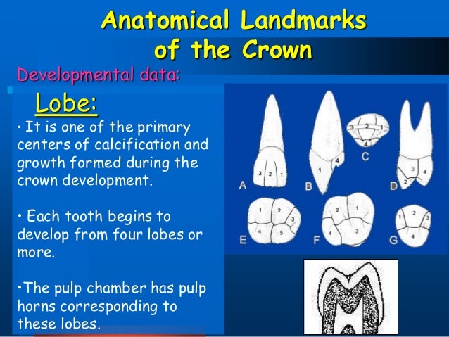 Dental anatomy