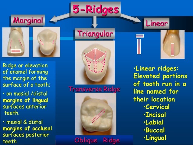 Dental anatomy